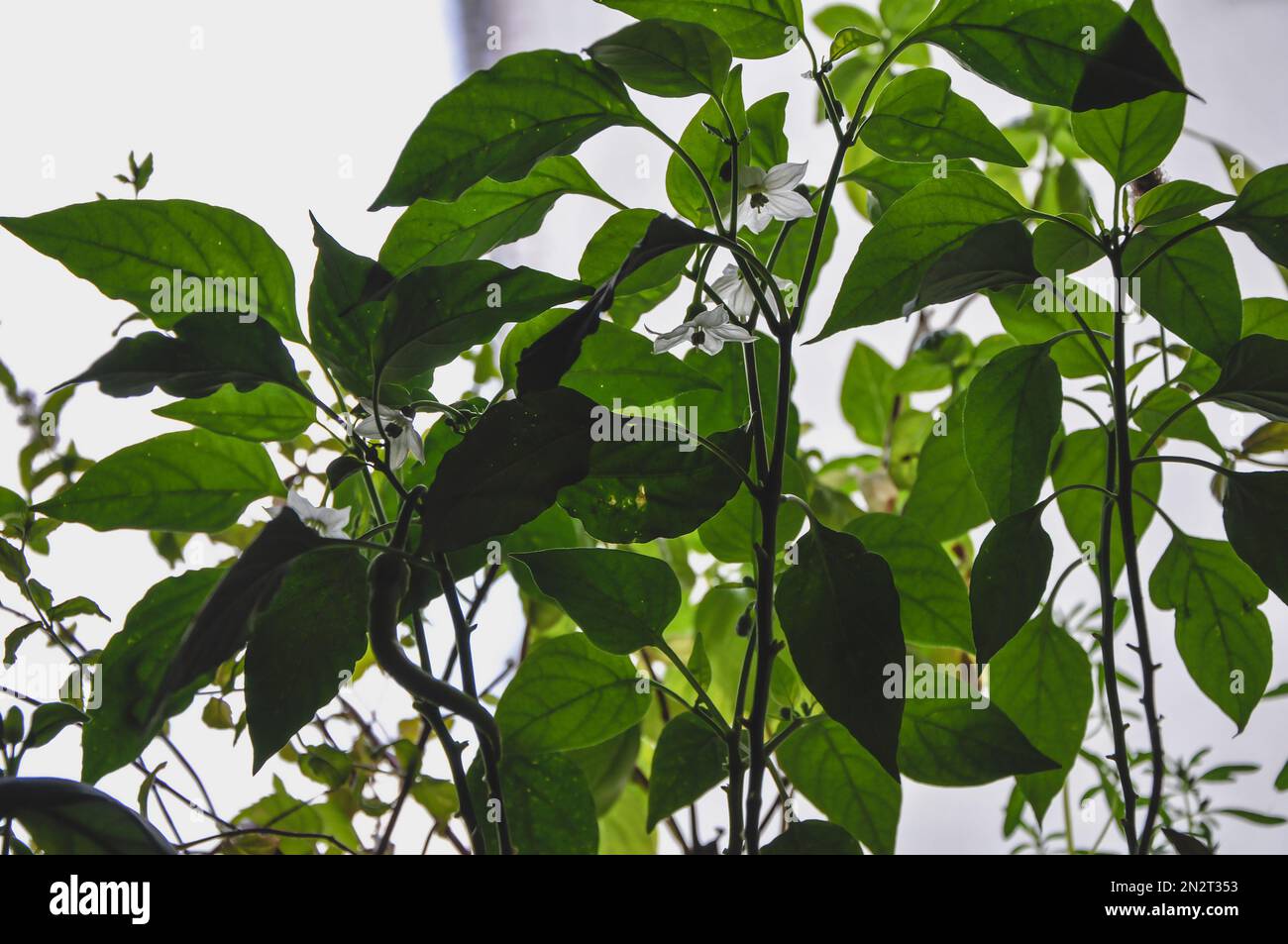 Young pepper seedlings, peppers and flowers in container on window sill ...