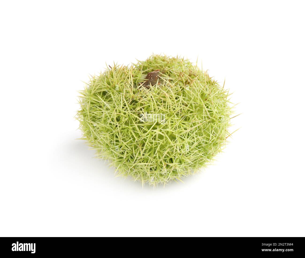 Fresh sweet edible chestnut in green husk isolated on white Stock Photo ...