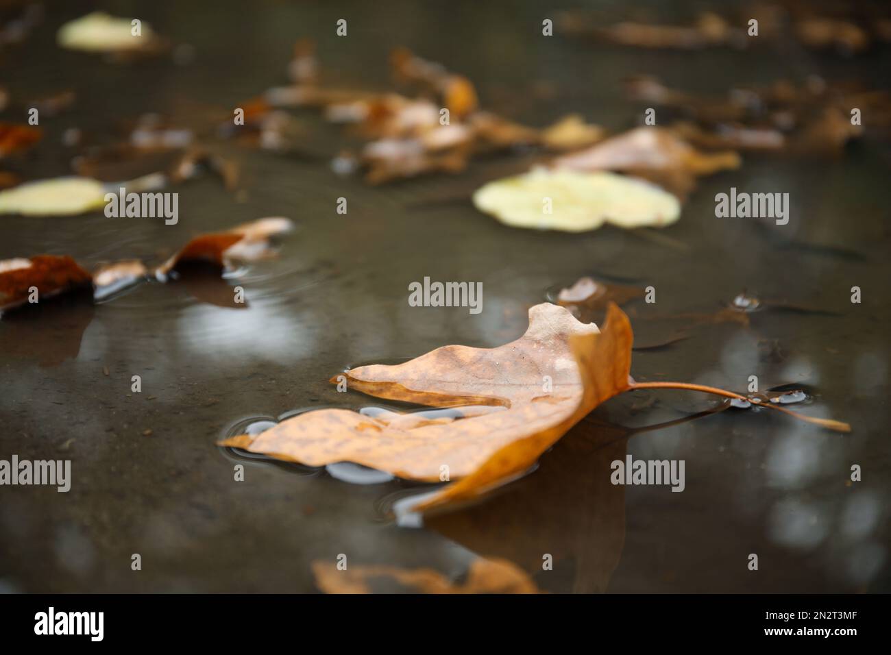 Autumn leaves in rain puddle on asphalt outdoors Stock Photo - Alamy