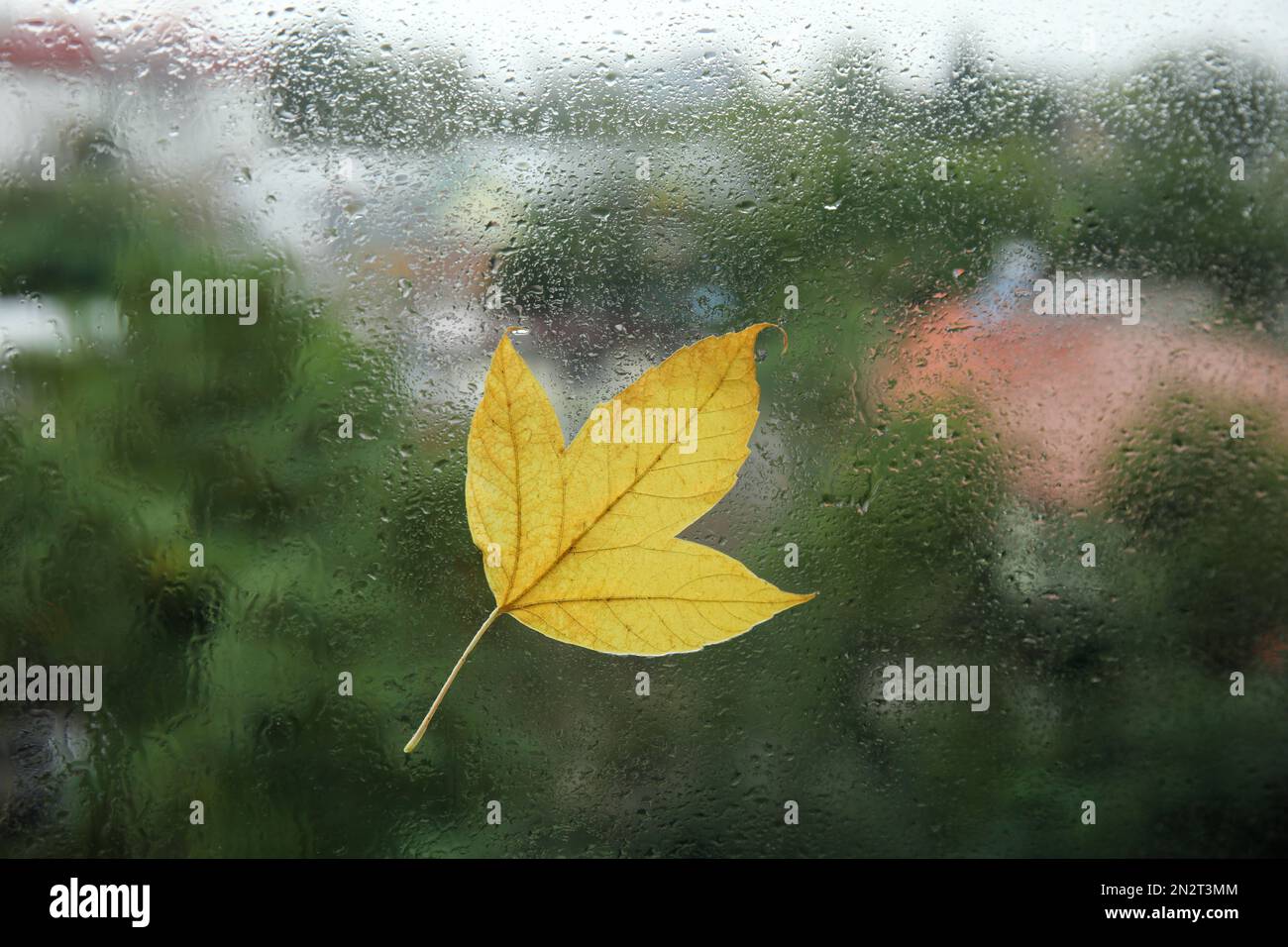 Autumn leaf stuck to window glass on rainy day Stock Photo - Alamy