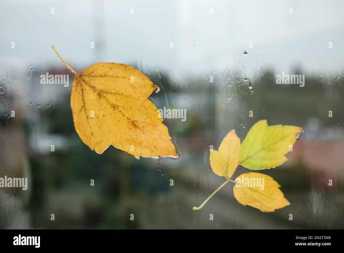 Fallen leaf stuck window hi-res stock photography and images - Alamy