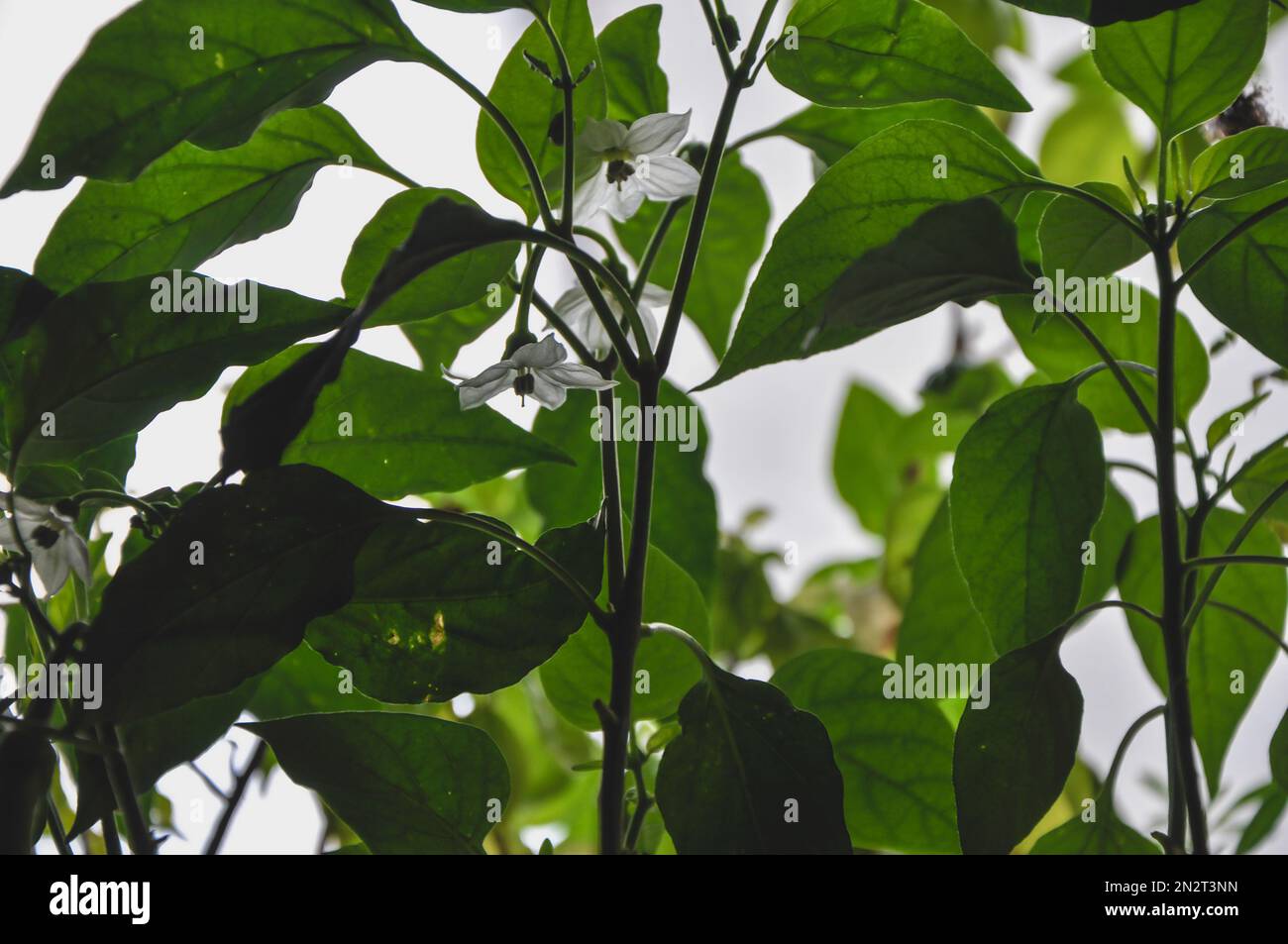 Young pepper seedlings, peppers and flowers in container on window sill ...