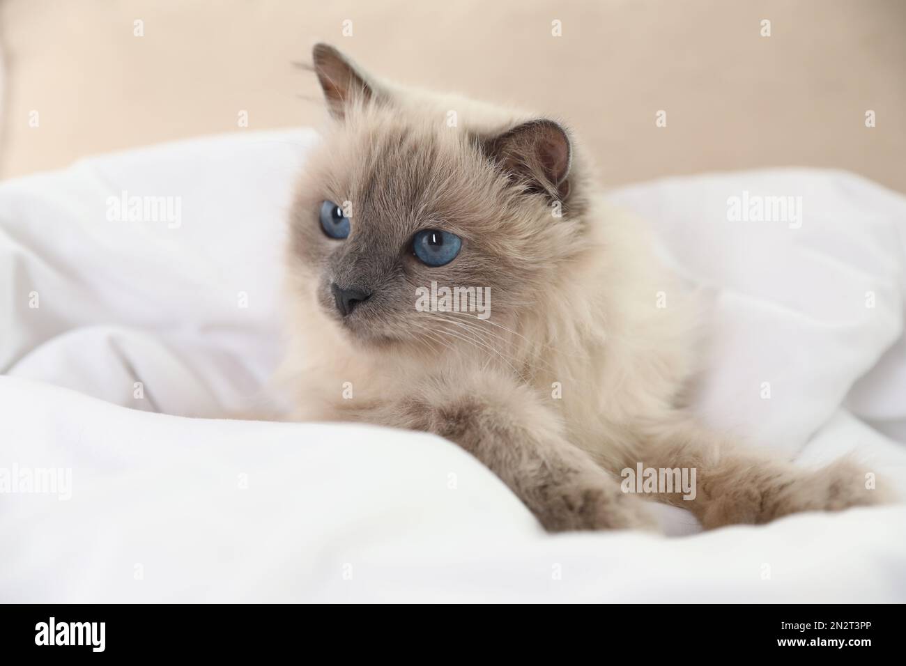 Adorable birman breed kitty hi-res stock photography and images - Alamy