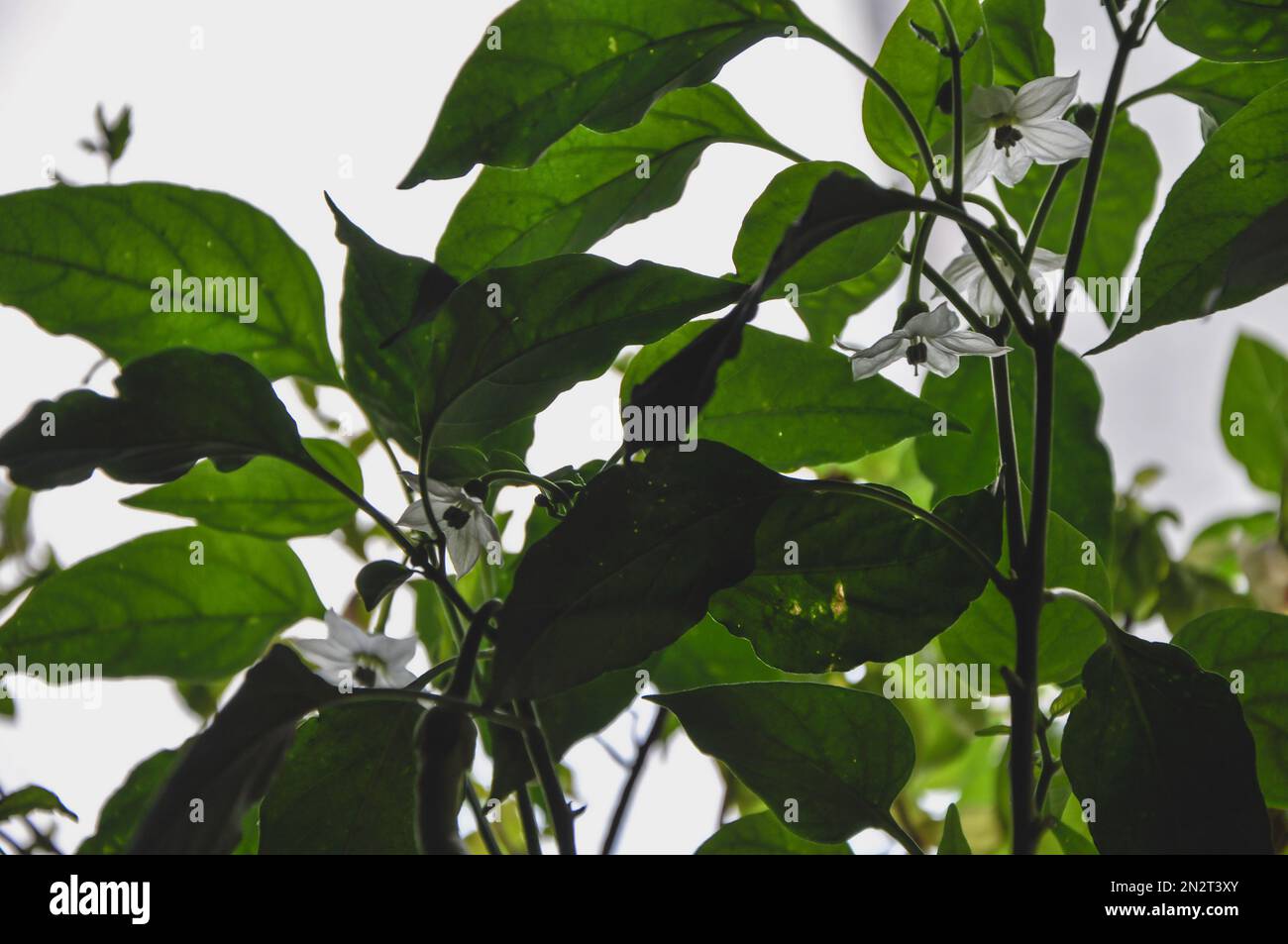 Young pepper seedlings, peppers and flowers in container on window sill ...