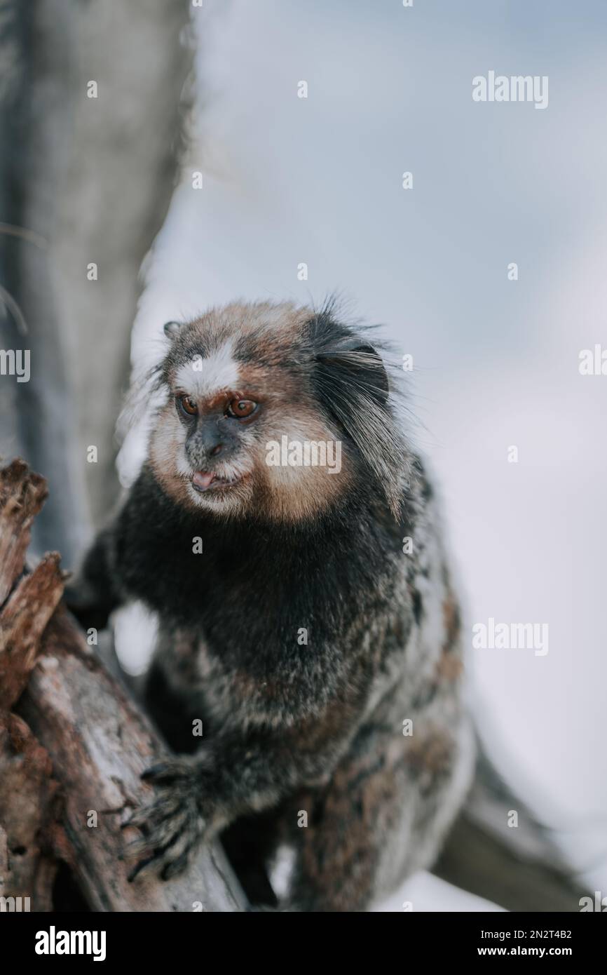 Ein kleiner Schwarzpinselaffe auf einer Palme. Ein typischer kleiner ...