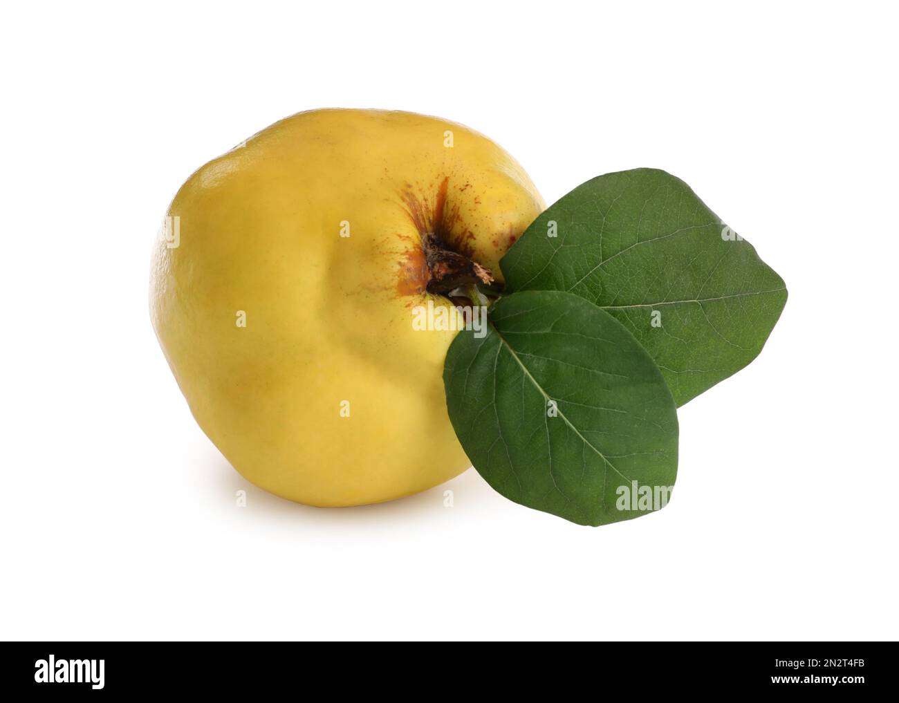 Fresh ripe quince with leaves on white background Stock Photo - Alamy