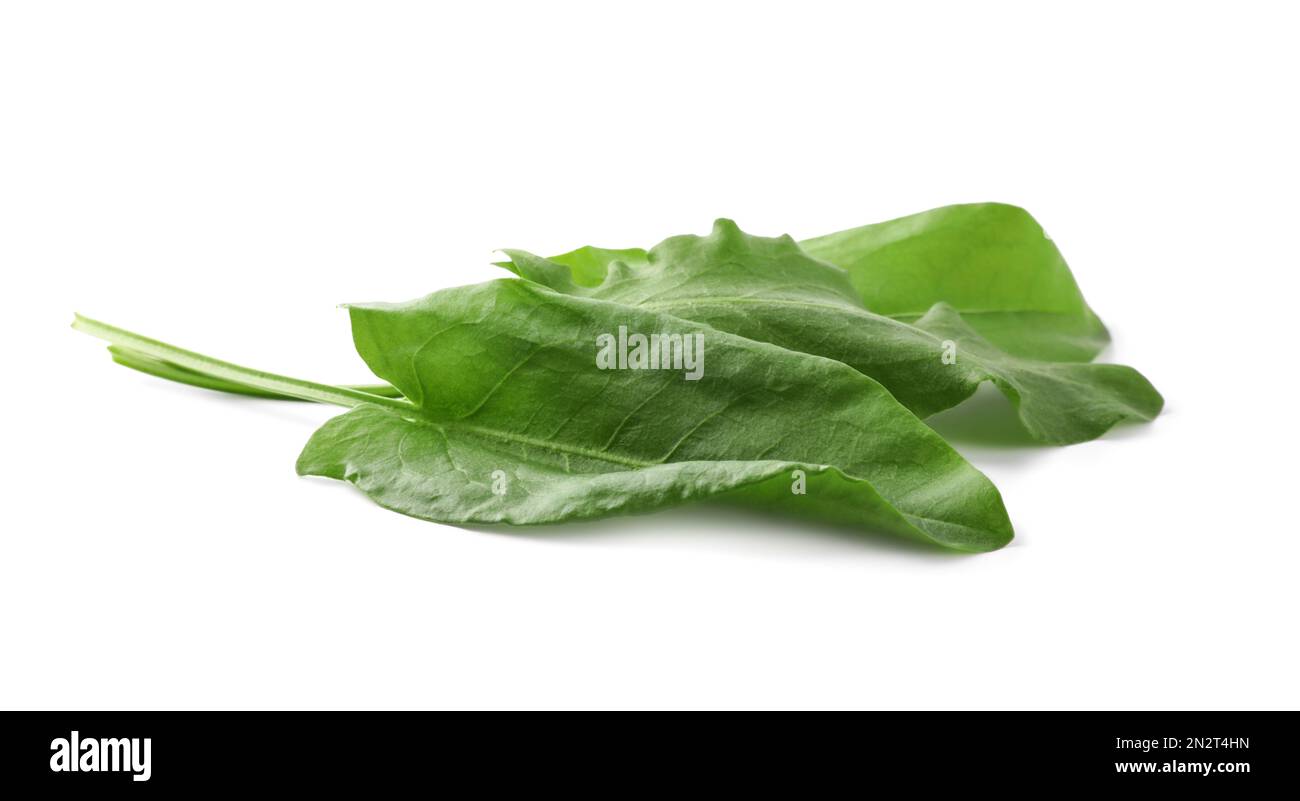 Fresh green sorrel leaves on white background Stock Photo - Alamy