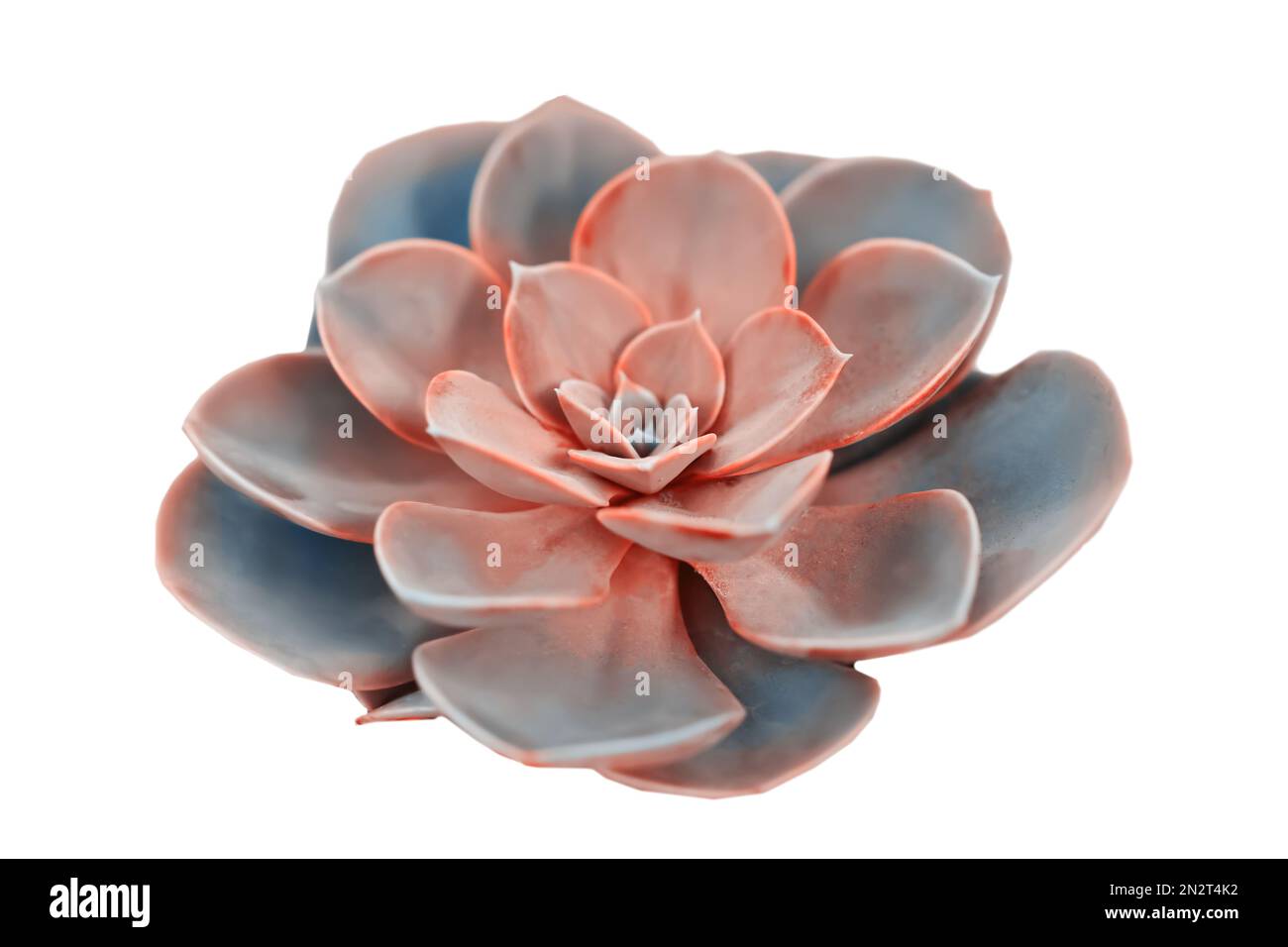 Beautiful succulent plant on white background, closeup view Stock Photo ...