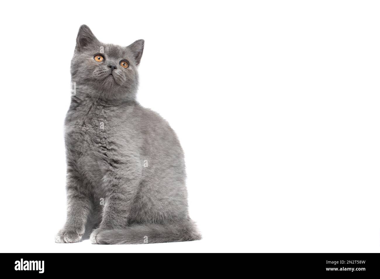 Cute tiny kitten sits in front view and looks at camera. isolated on ...
