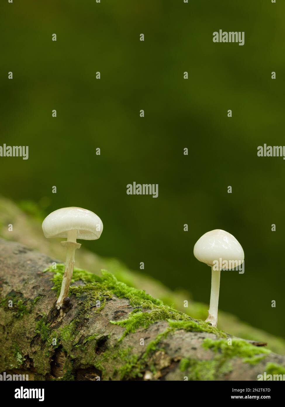 Porcelain Fungus (Oudemansiella mucida) growing on a rotting branch in ...