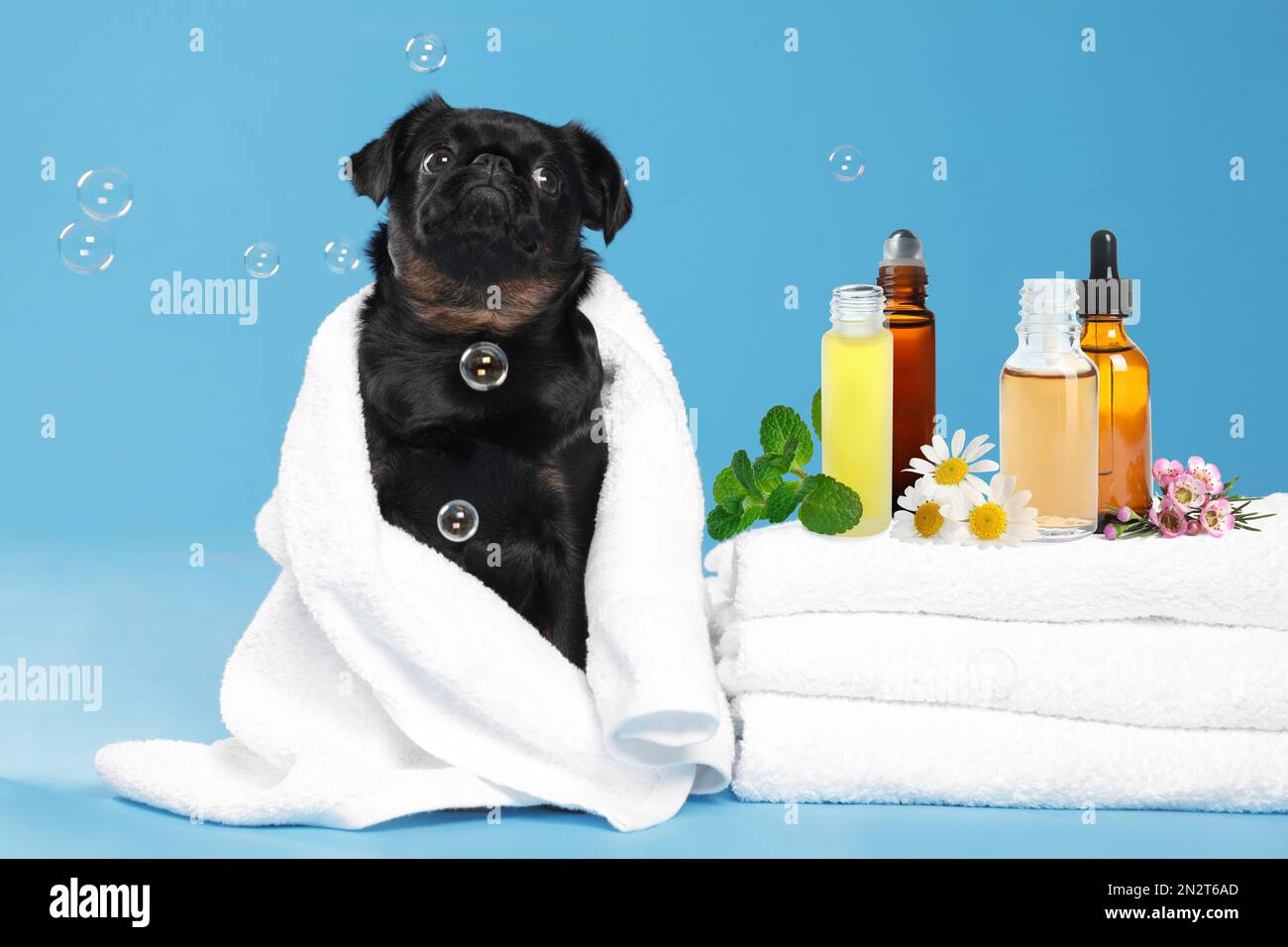 Aromatherapy for animals. Cute black Petit Brabancon dog near towels ...