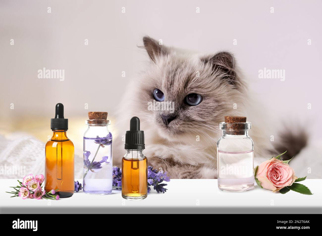 Aromatherapy diffusing hi-res stock photography and images - Alamy