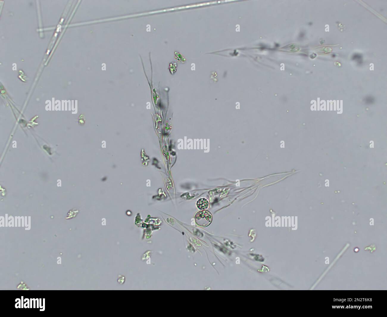 Ocean diatoms and phytoplankton hi-res stock photography and images - Alamy