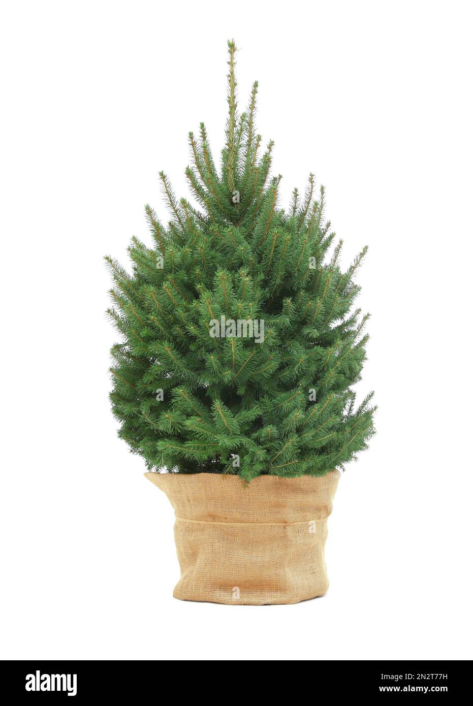 Beautiful natural Christmas tree isolated on white Stock Photo - Alamy