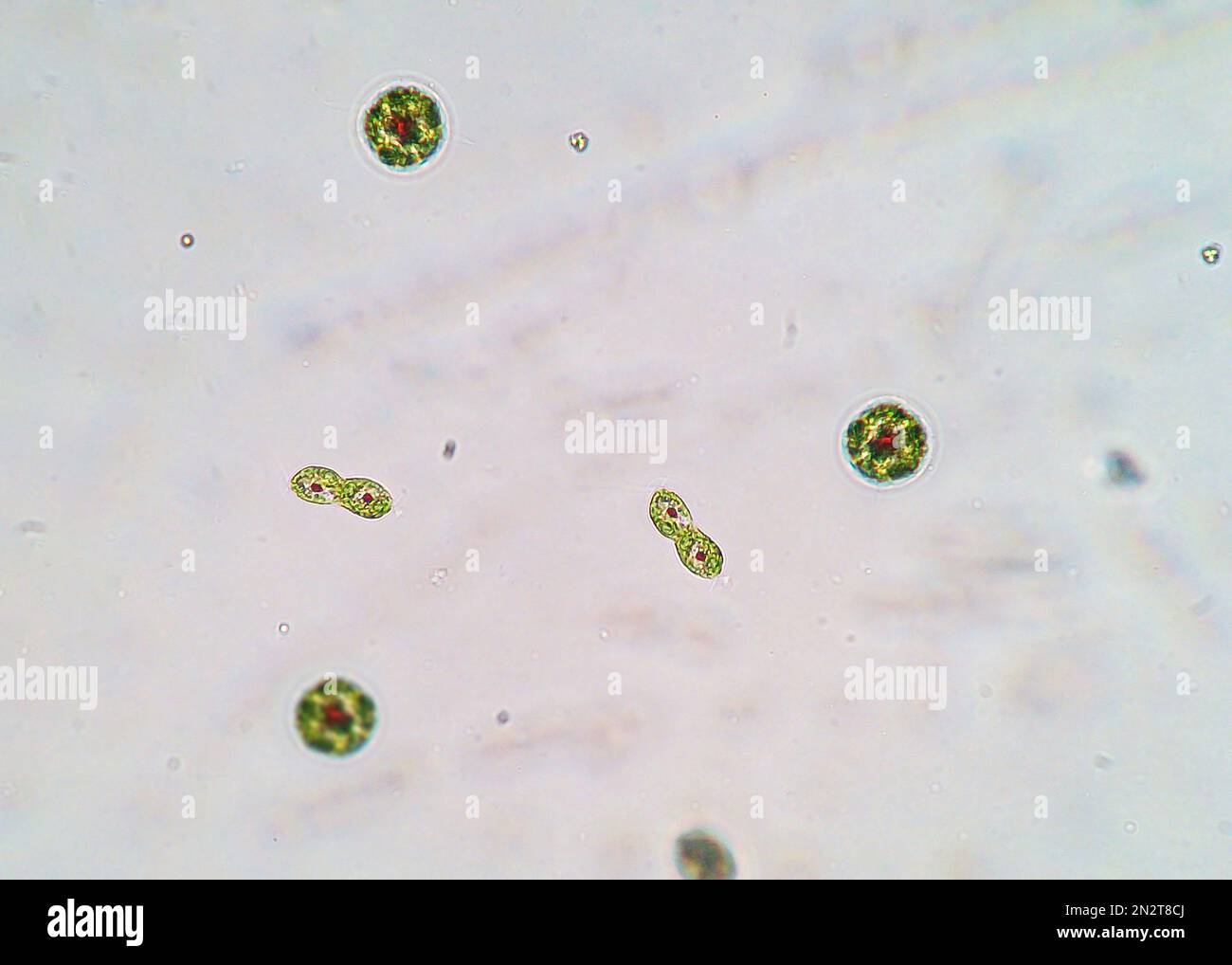 Haematococcus pluvialis green and cyst algae under microscopic view ...
