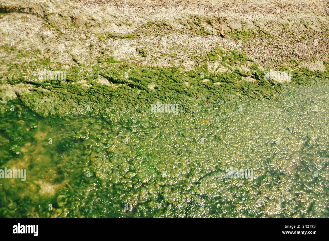 Swamp algae. Green algae patterns on the water. Green swamp. The ...