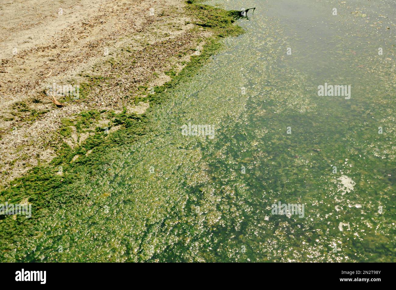 Swamp algae. Green algae patterns on the water. Green swamp. The ...