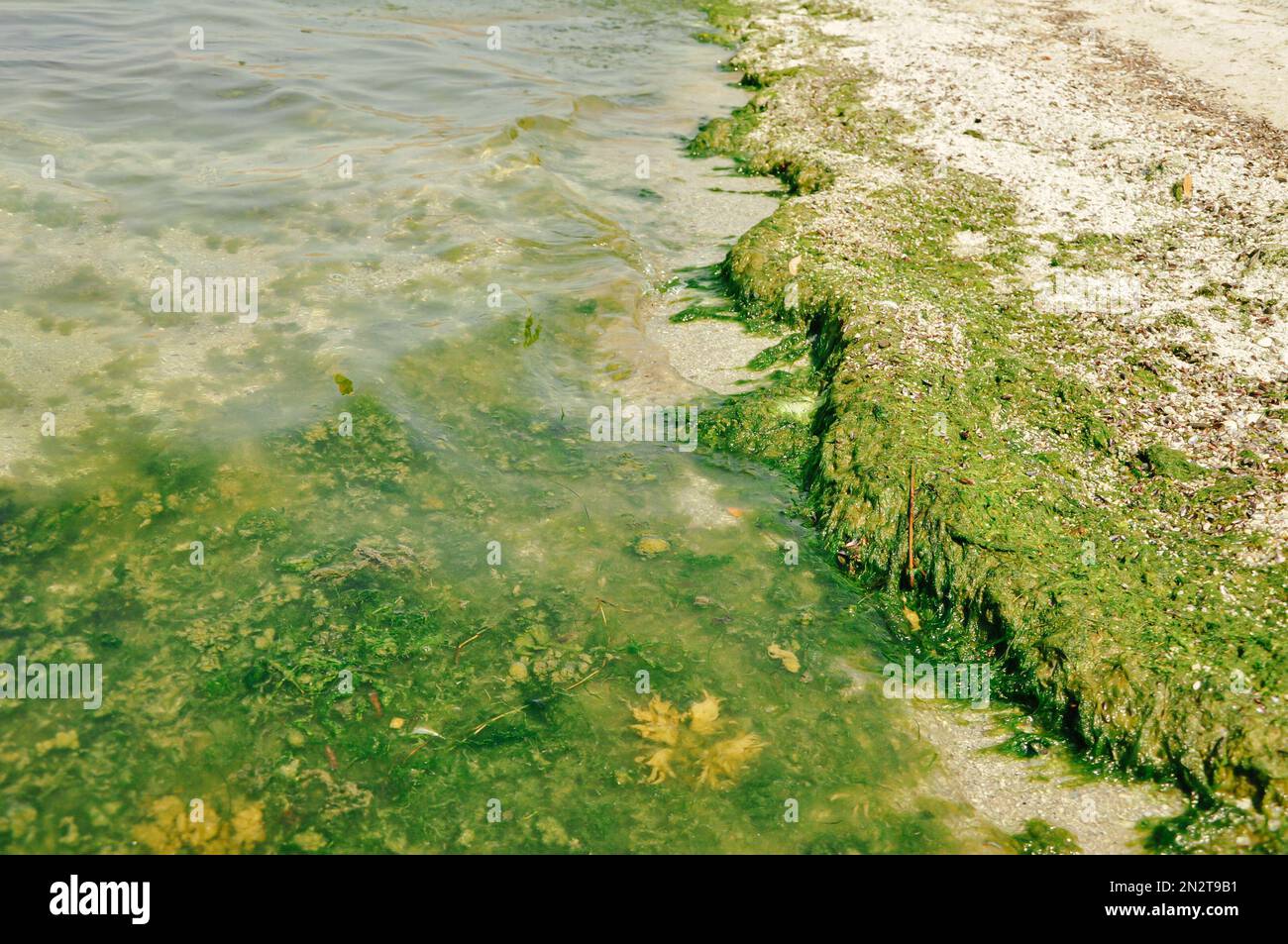 Swamp algae. Green algae patterns on the water. Green swamp. The ...