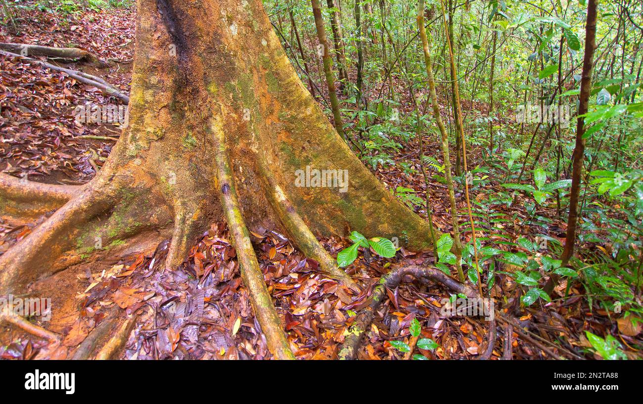 Old trees and Roots, Sinharaja National Park Rain Forest, Sinharaja ...