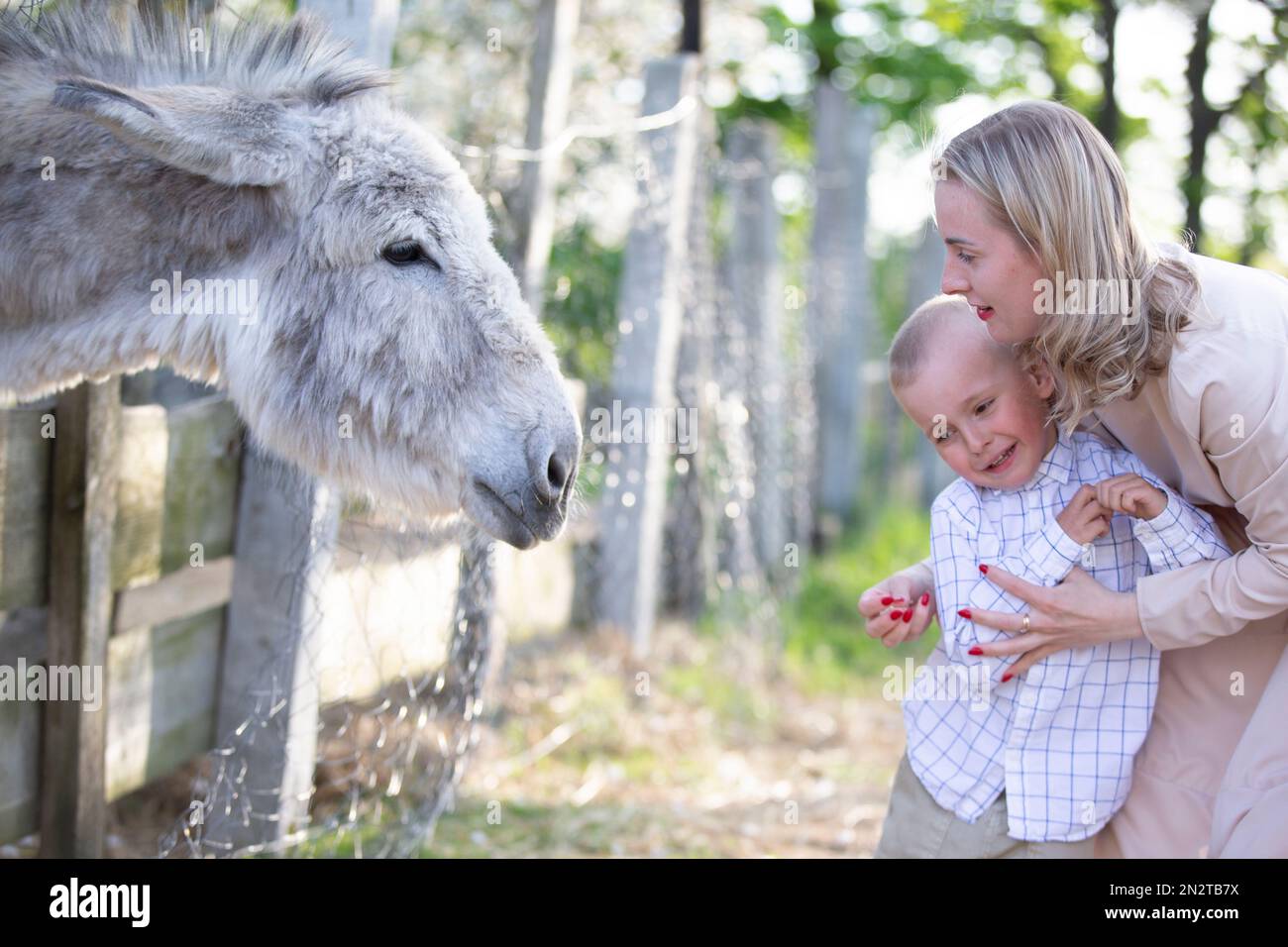 Mom with a little son feeds a donkey, while the child is scared and ...