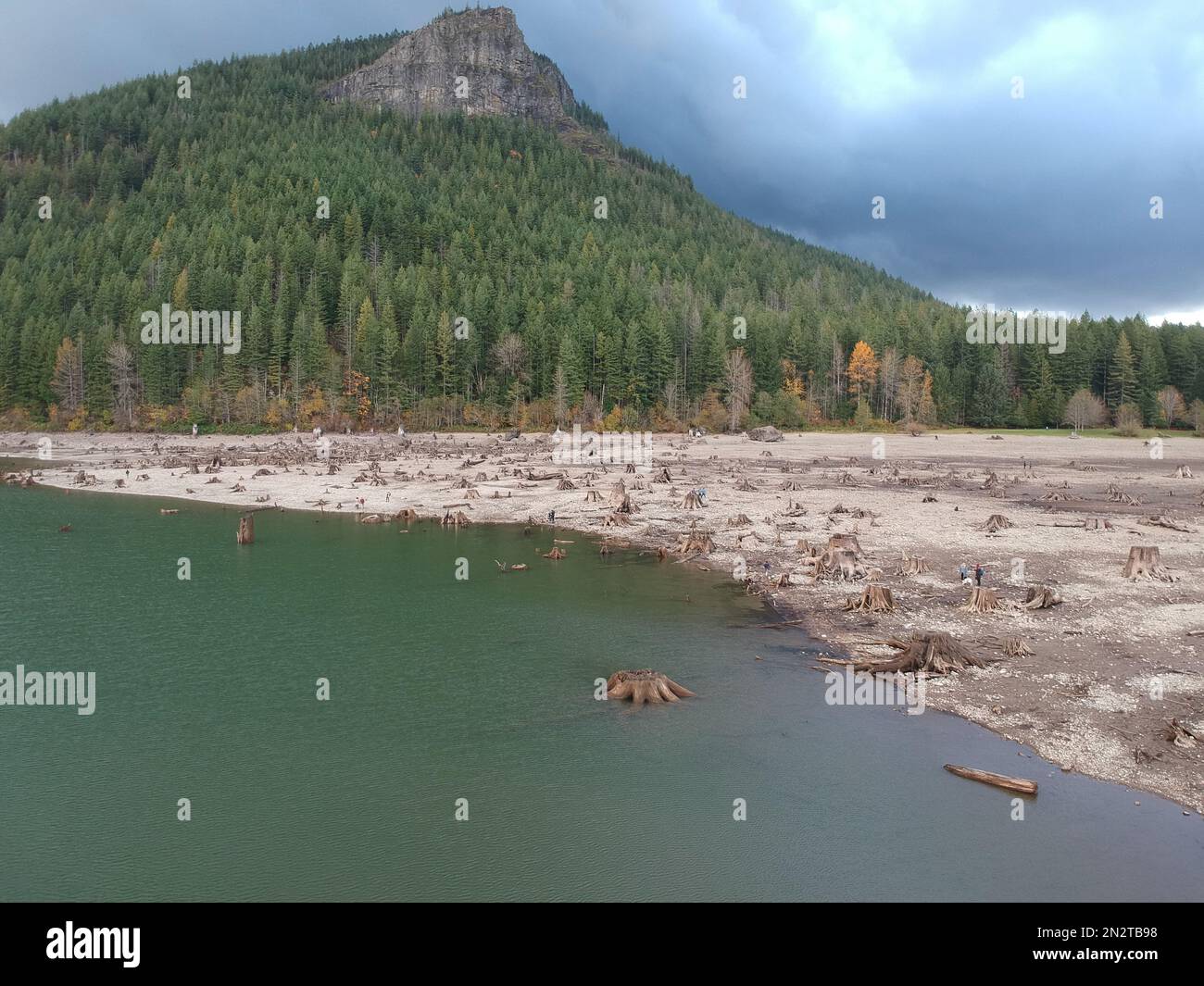 A shore of a lake with cut tree stumps Stock Photo - Alamy