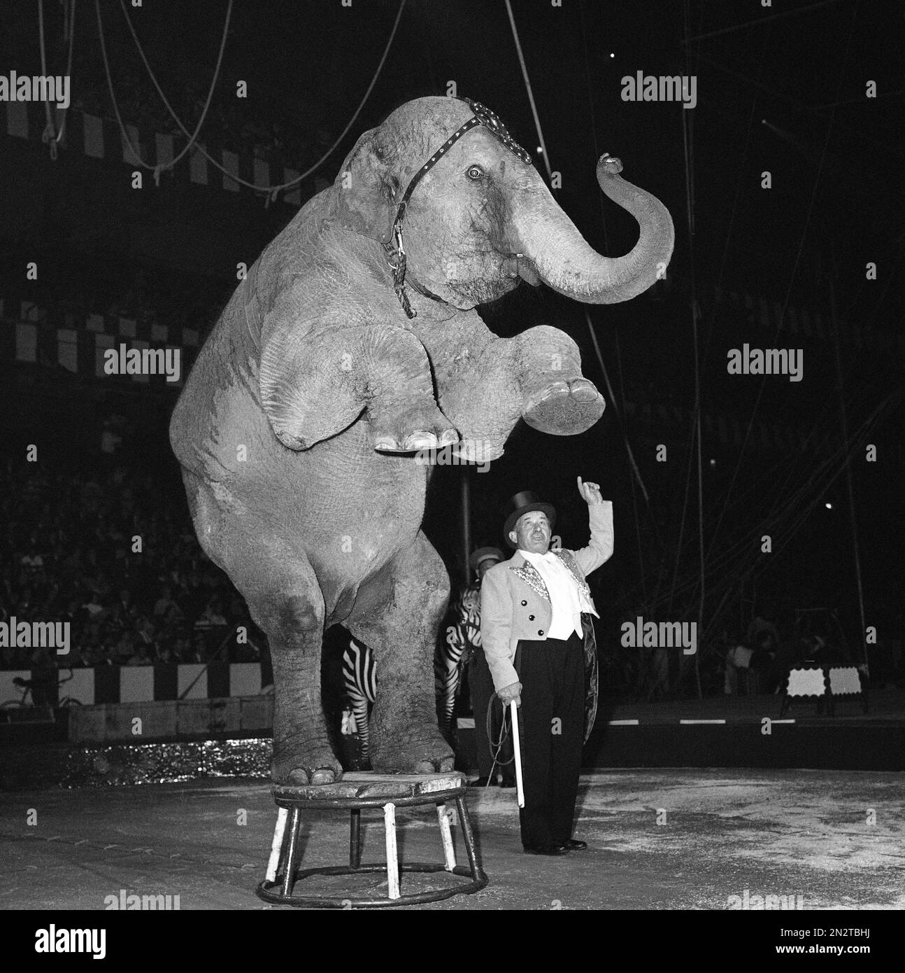 FILE - In this March 31, 1960 file photo, Edward Healy, elephant ...