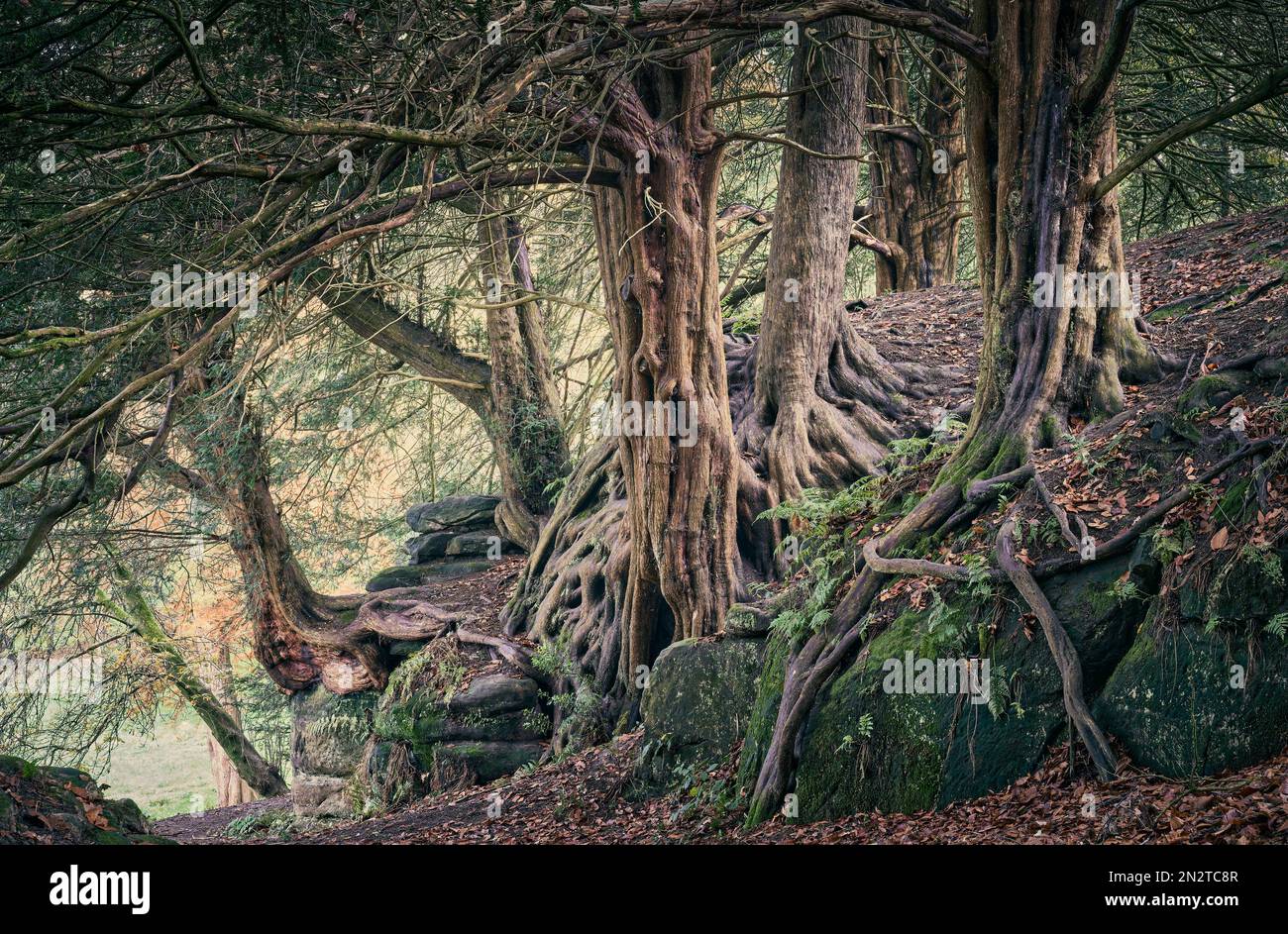 Ancient Yew tree forest with exposed roots on sandstone outcrops Stock ...