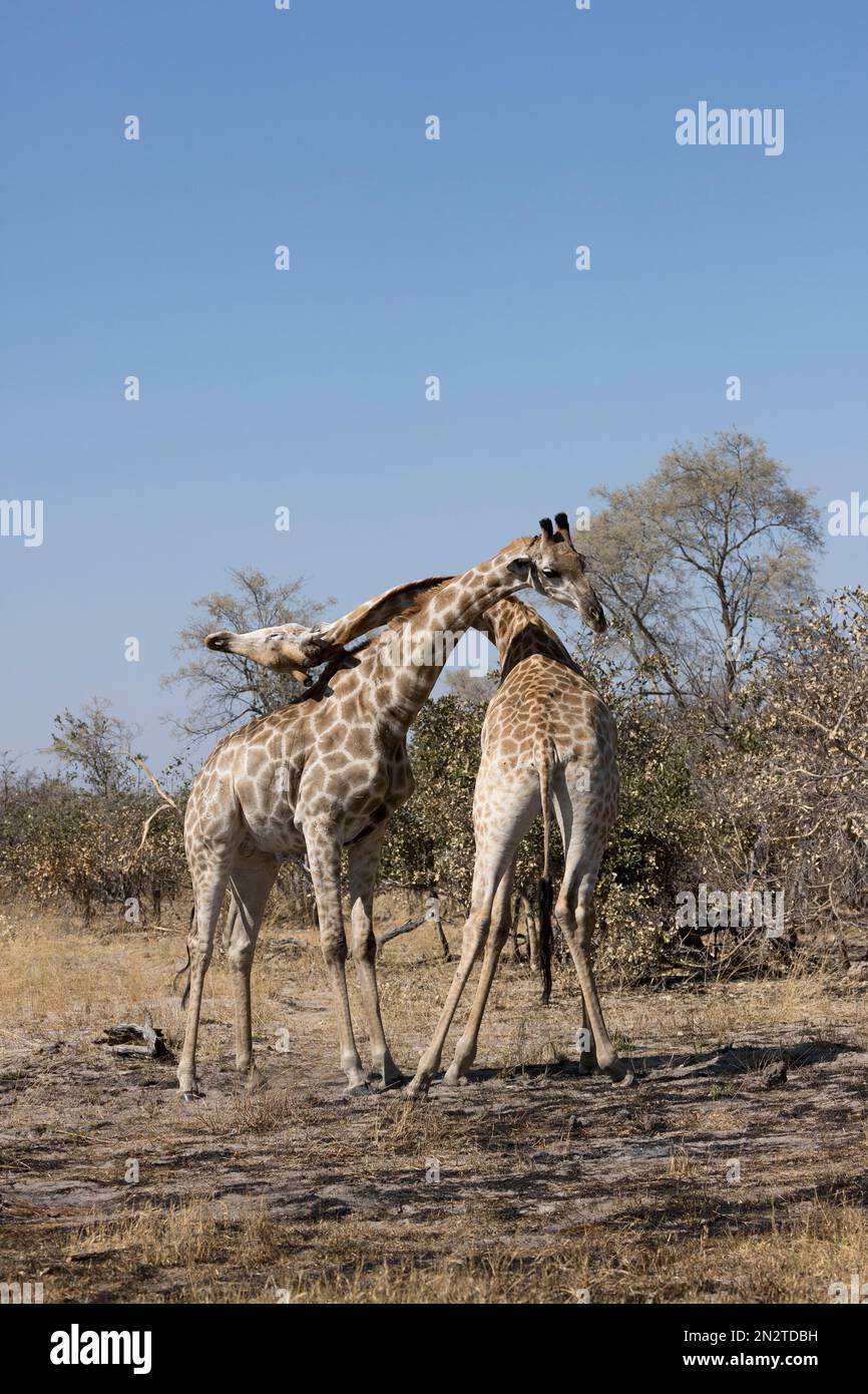 Giraffe playfighting, Okavango Delta, Botswana Stock Photo - Alamy