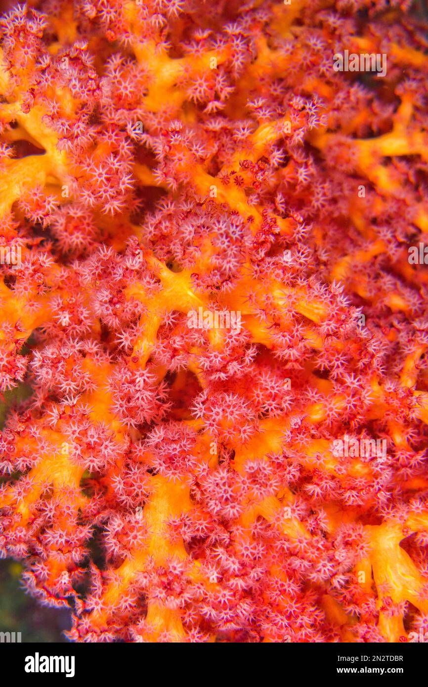 Multi-branched Trees Soft Coral, Coral Reef, Lembeh, North Sulawesi ...