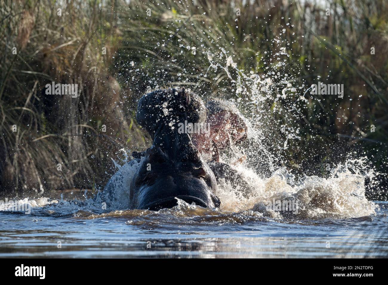 Two hippopotamus fighting to death, Okavango Delta, Botswana Stock ...