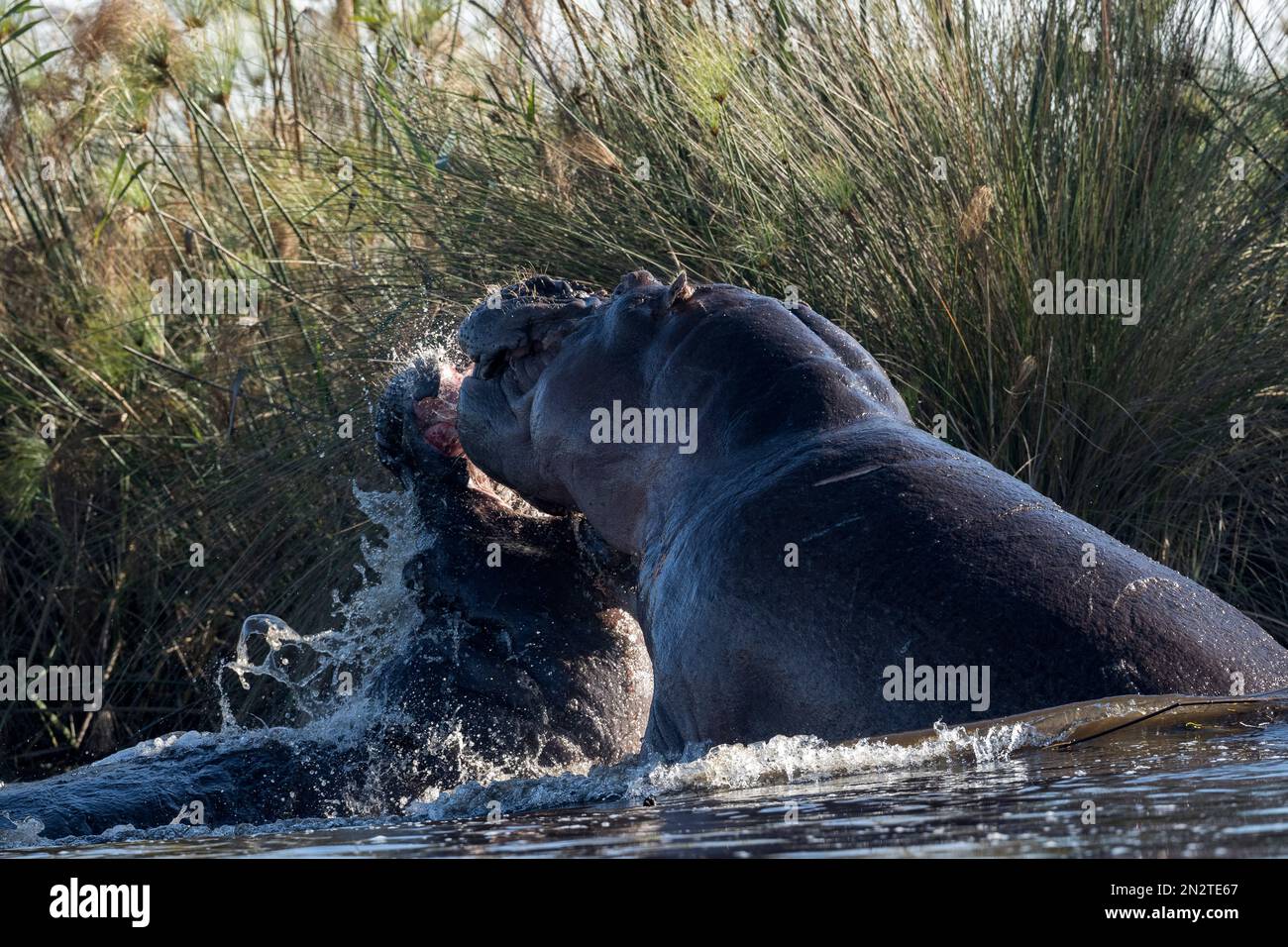 Two hippopotamus fighting to death, Okavango Delta, Botswana Stock ...