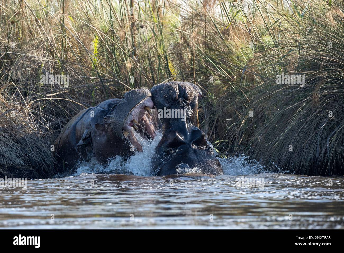 Two hippopotamus fighting to death, Okavango Delta, Botswana Stock ...
