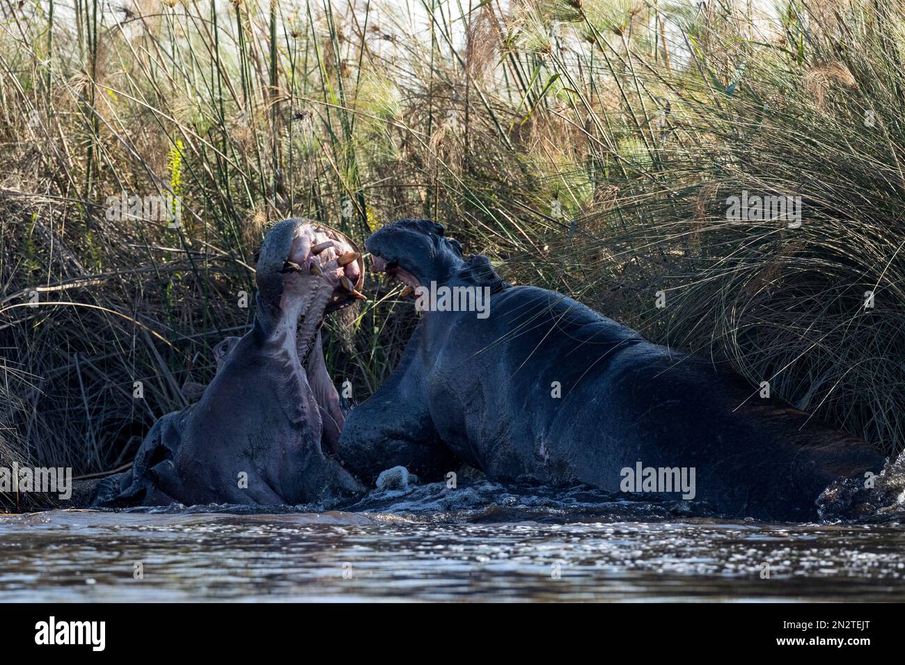 Two hippopotamus fighting to death, Okavango Delta, Botswana Stock ...