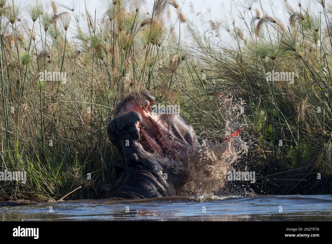 Two hippopotamus fighting to death, Okavango Delta, Botswana Stock ...