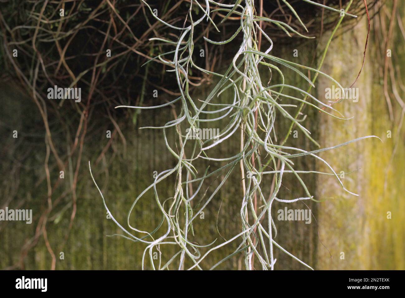 Spanish moss hanging on a tree branch in the overgrown jungle Stock ...