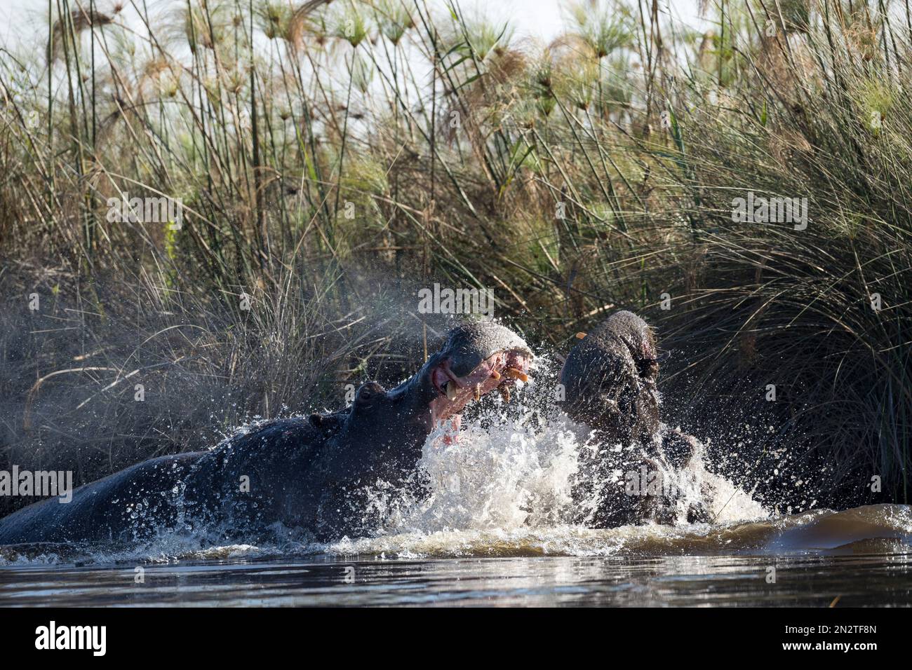 Two hippopotamus fighting to death, Okavango Delta, Botswana Stock ...