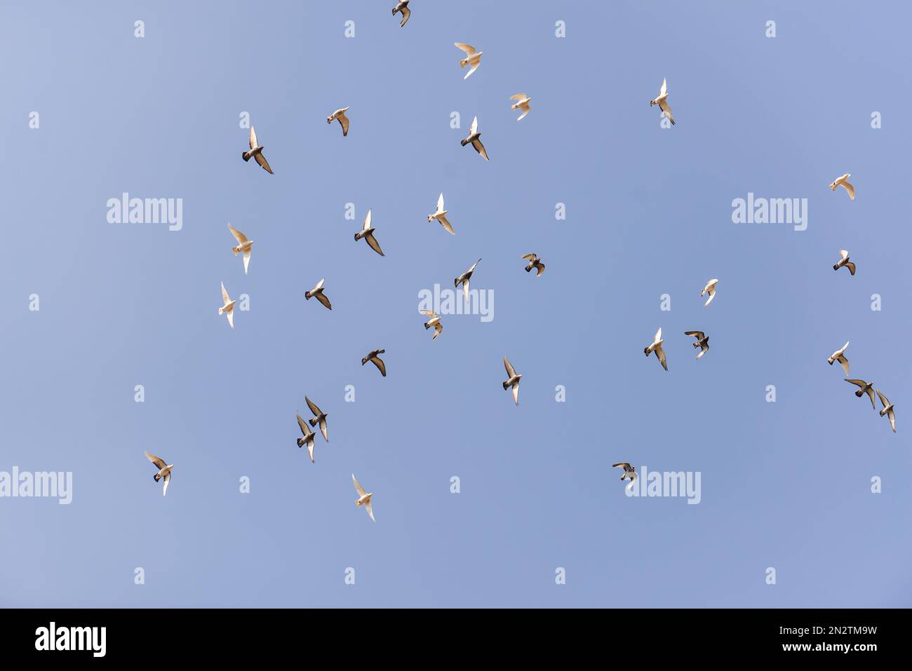 Round neck pigeon hi-res stock photography and images - Alamy