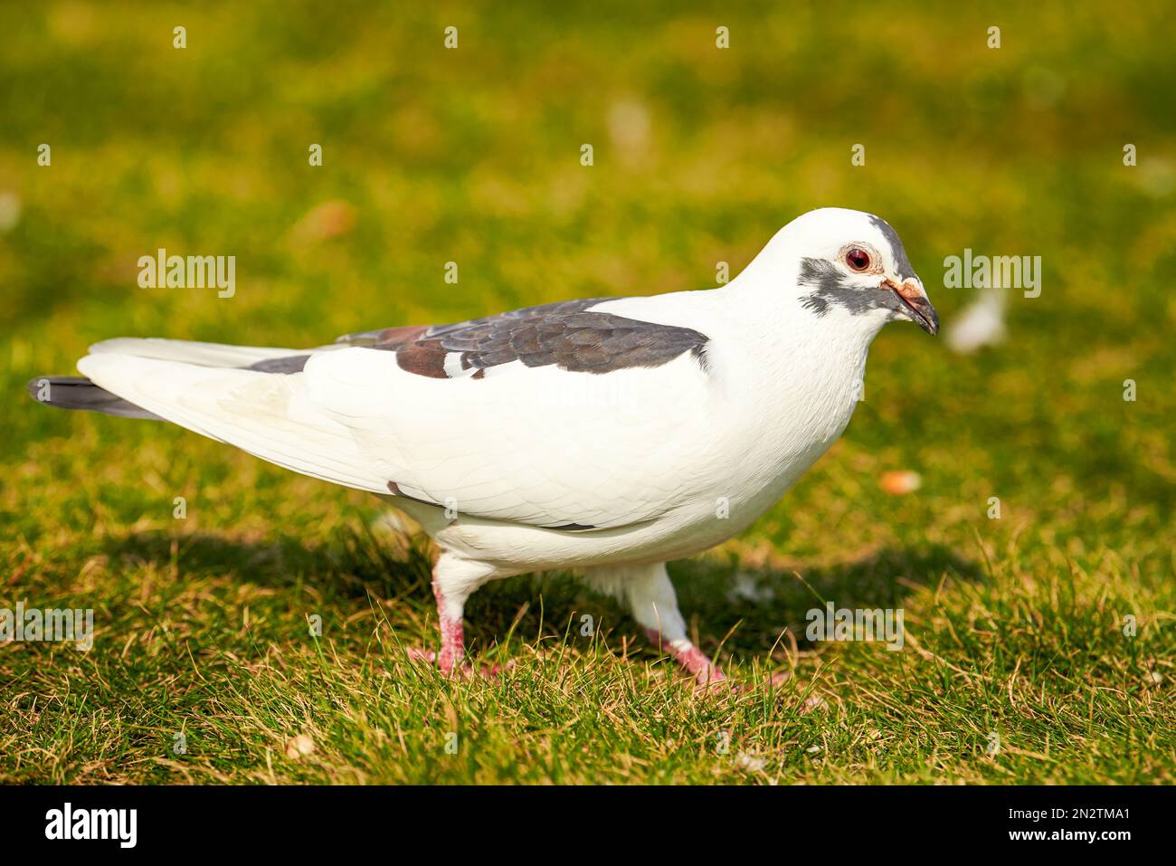 Round and cute big pigeon in outdoor park Stock Photo - Alamy