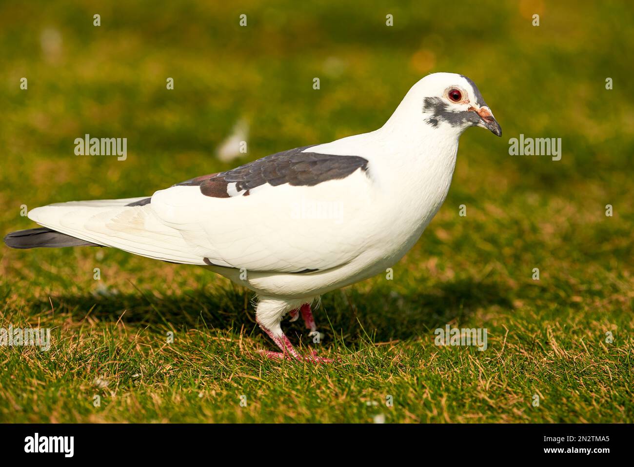 Round neck pigeon hi-res stock photography and images - Alamy