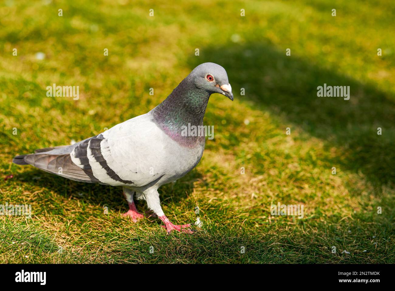 Round and cute big pigeon in outdoor park Stock Photo - Alamy