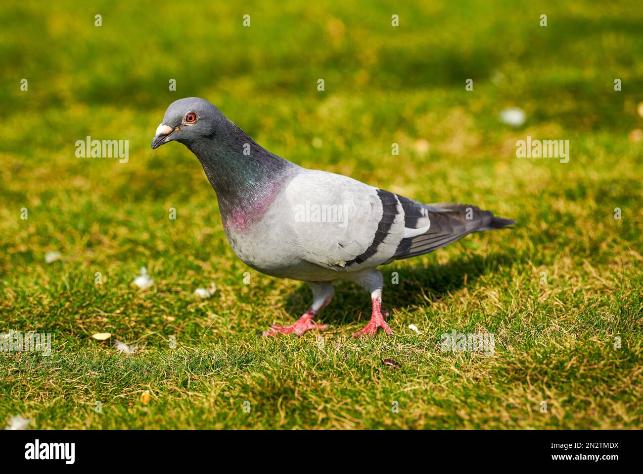 Round and cute big pigeon in outdoor park Stock Photo - Alamy