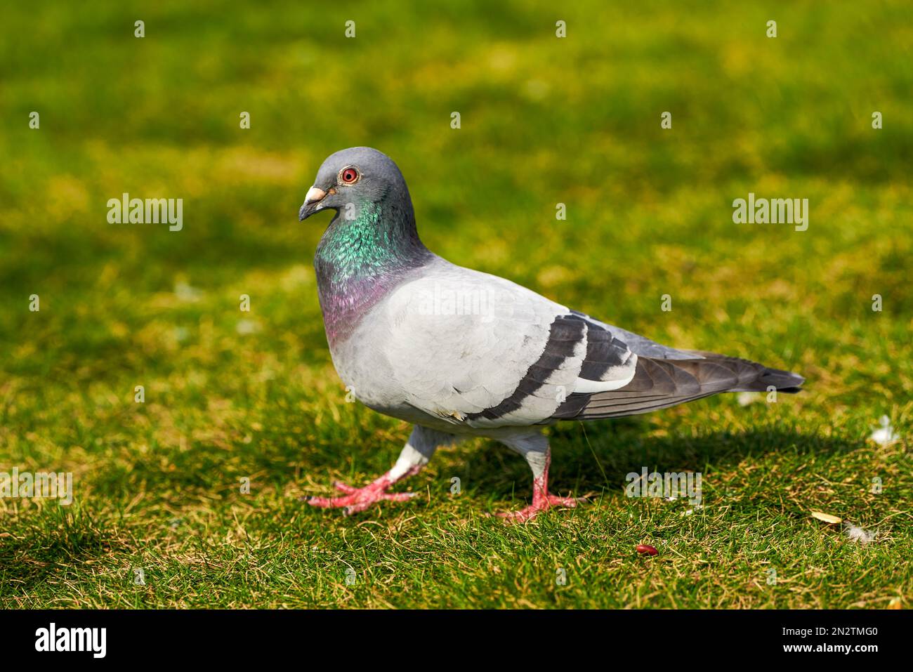 Round neck pigeon hi-res stock photography and images - Alamy