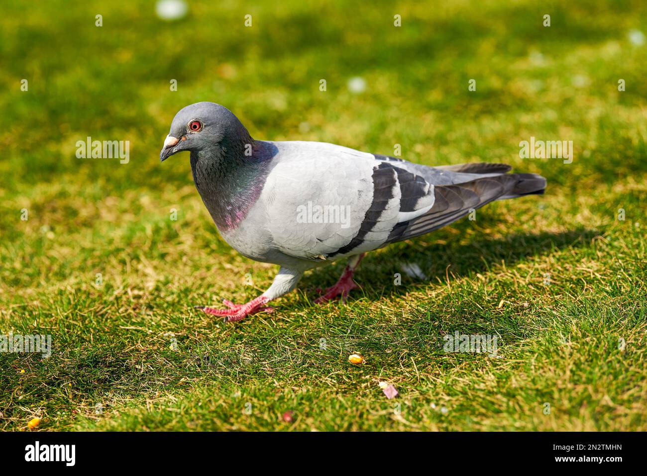 Round neck pigeon hi-res stock photography and images - Alamy