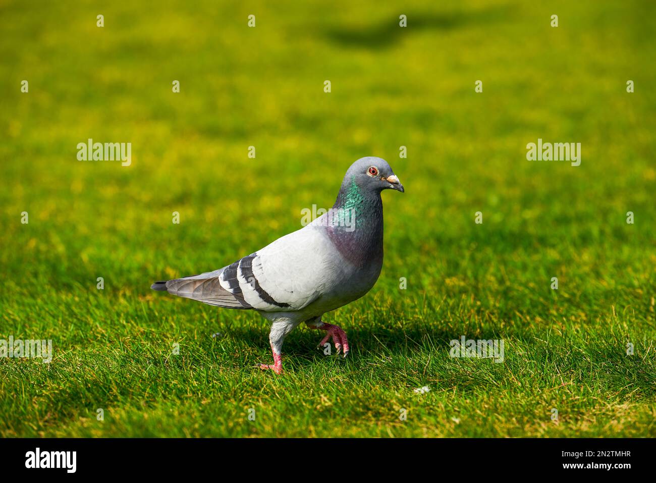 Round neck pigeon hi-res stock photography and images - Alamy