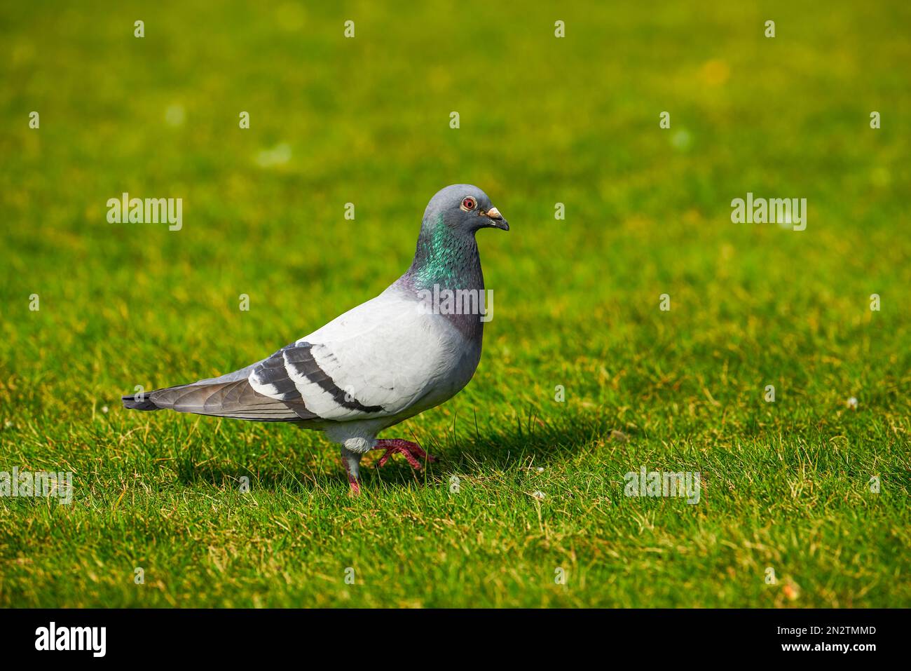Round and cute big pigeon in outdoor park Stock Photo - Alamy