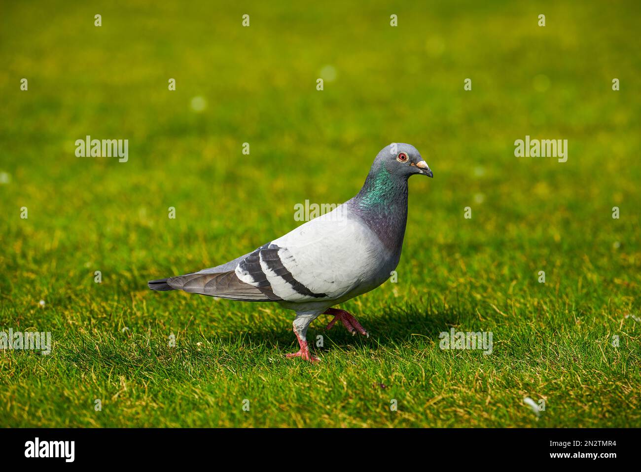 Round neck pigeon hi-res stock photography and images - Alamy