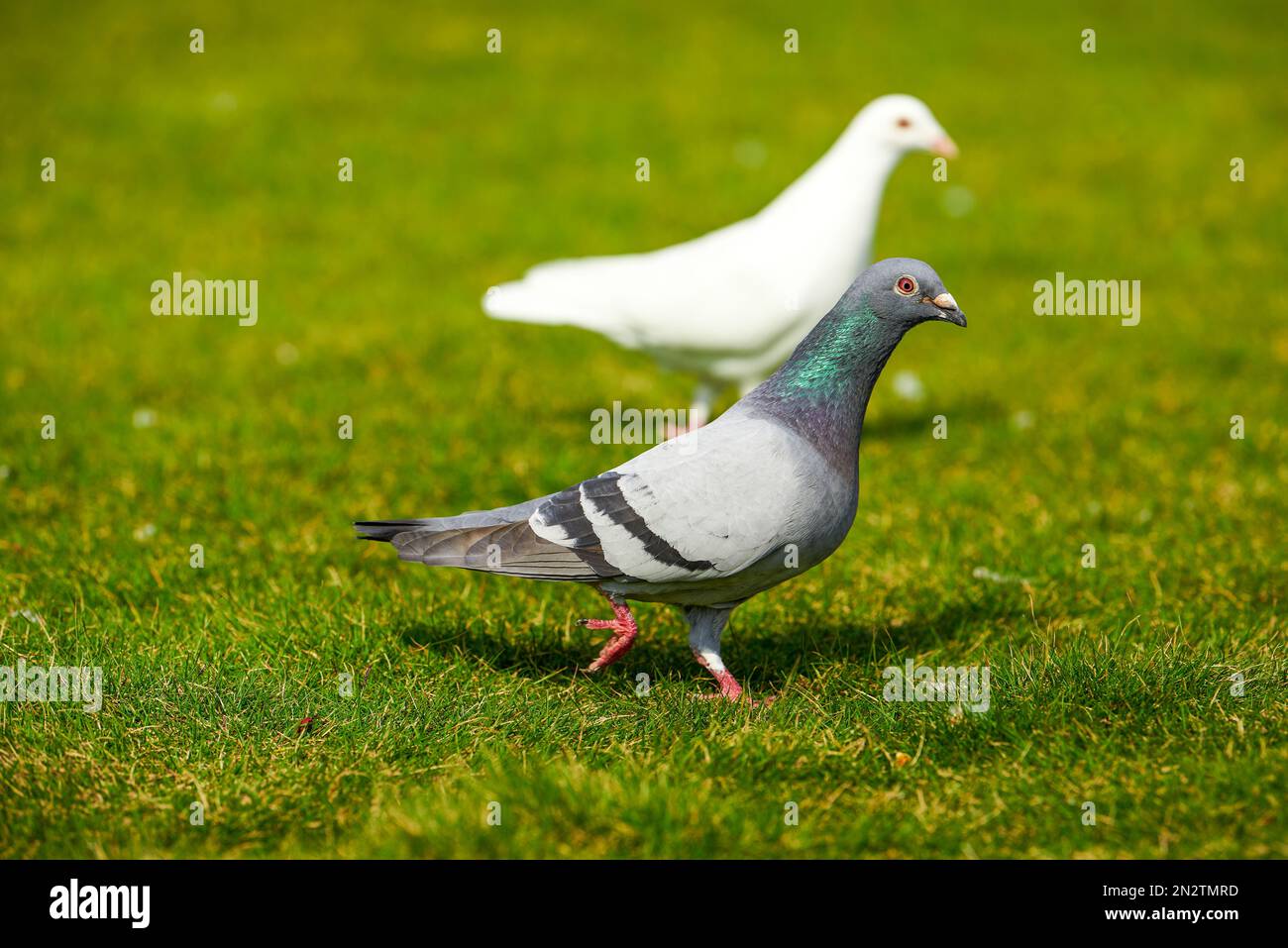 Round and cute big pigeon in outdoor park Stock Photo - Alamy
