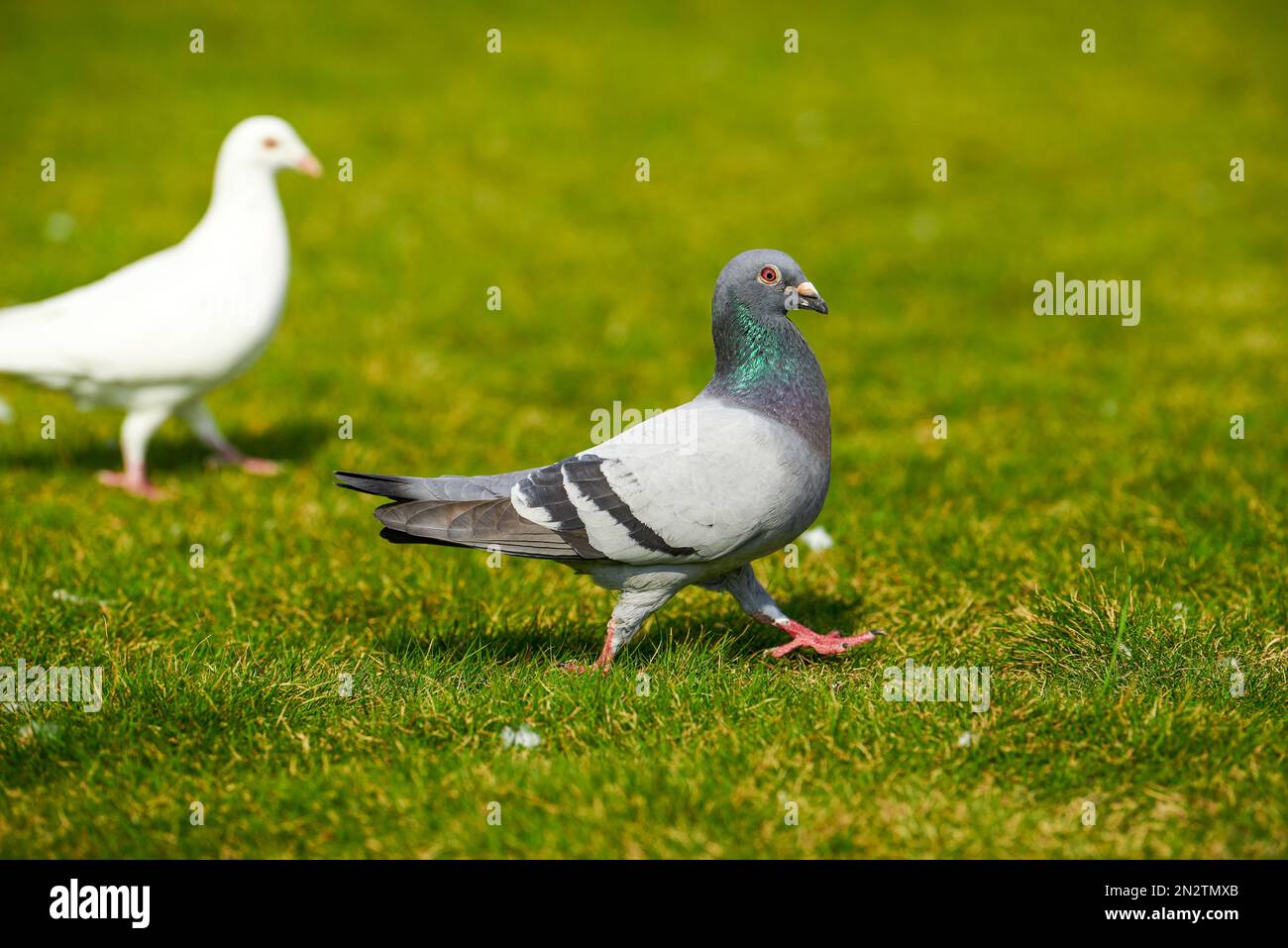 Round and cute big pigeon in outdoor park Stock Photo - Alamy