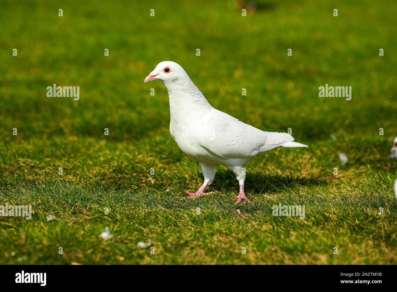 Round neck pigeon hi-res stock photography and images - Alamy