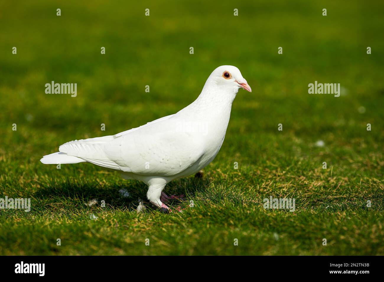 Round and cute big pigeon in outdoor park Stock Photo - Alamy